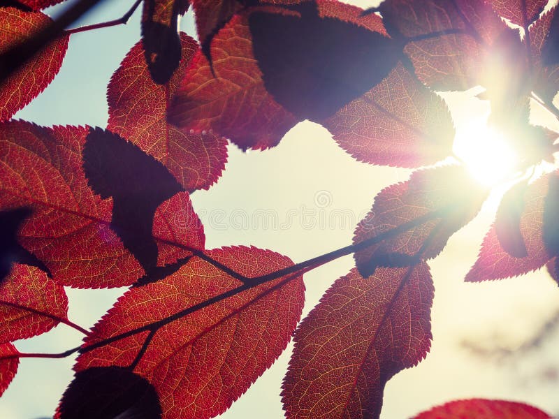 Bright Leaves Glowing in the Sunlight Create an Atmosphere of Warmth ...