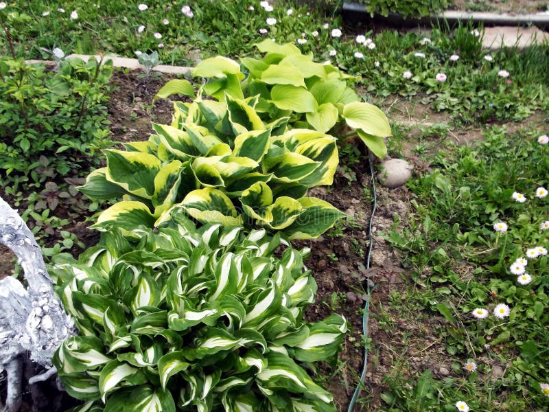 The Bright Leaves of the Hosta of Different Colors Create Three Color ...