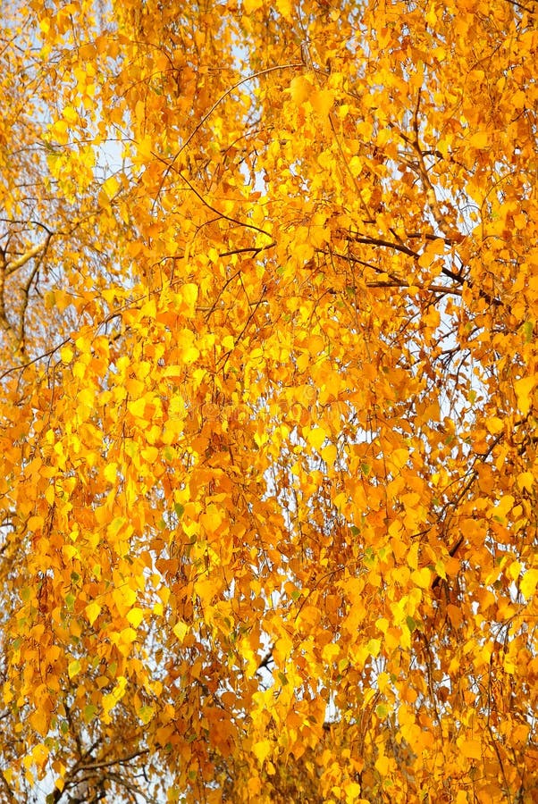Bright leaves on a tree stock photo. Image of ecology - 34456974