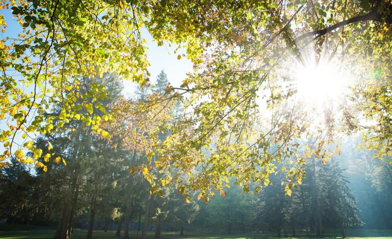 Bright Leaves on Trees in the Park in Autumn Stock Photo - Image of ...