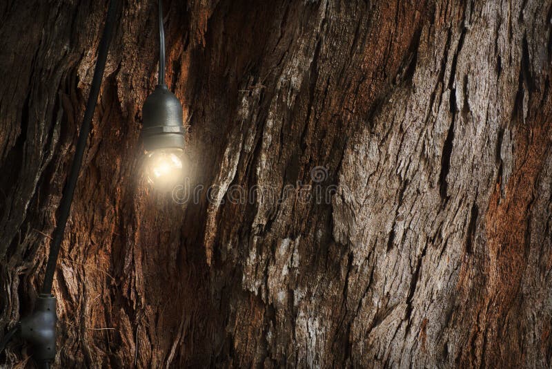 Bright Light Bulb on Tree Trunk Stock Image - Image of bark, fire ...