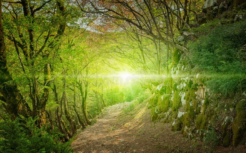 Bright Light and Footpath in Green Forest Stock Image - Image of tree ...