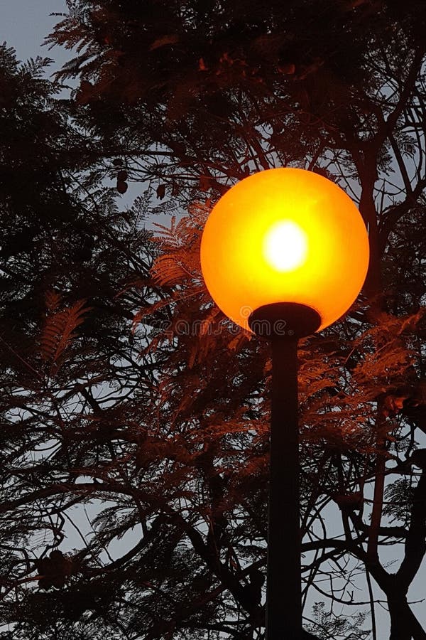 The Bright Light of a Lonely Lantern Illuminating the Foliage of a Tree Standing Behind Stock ...