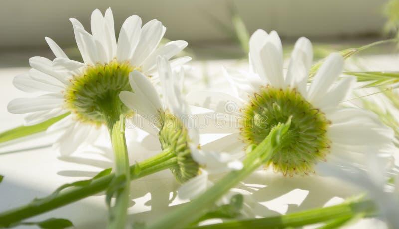 Bright, Light Photo of Large Daisies. Bright Daisies Lie on a Light ...