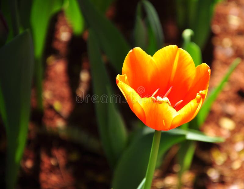 Bright Light on Strong Orange Colour Tulip Field Stock Photo - Image of ...