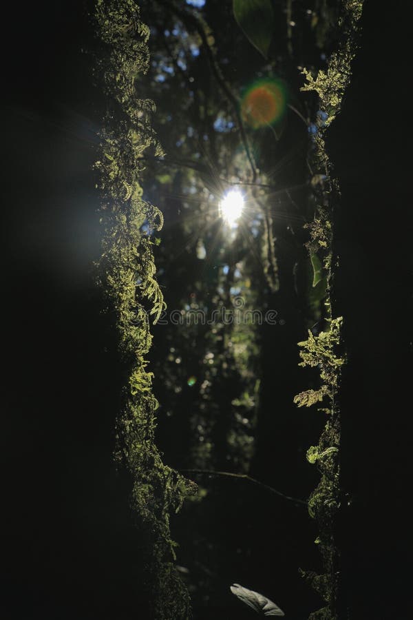 Bright Light in the Wild Pass through the Trees Stock Photo - Image of ...