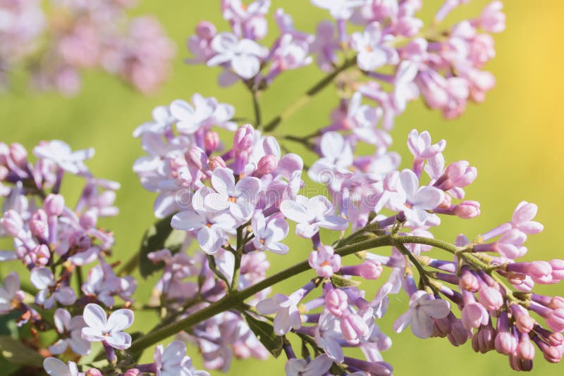 Bright Lilac Bloom on Blue Sky Background Stock Image - Image of ...