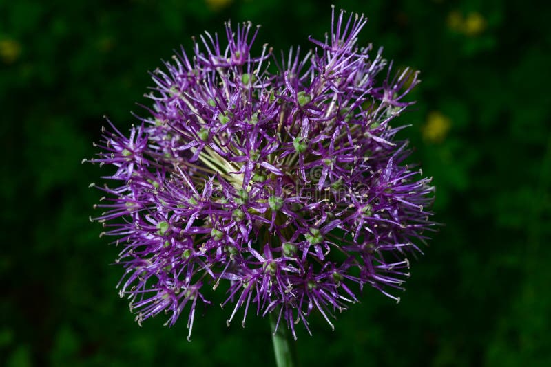Bright Lilac Flower Decorative Onion Allium on a Green Background Stock ...