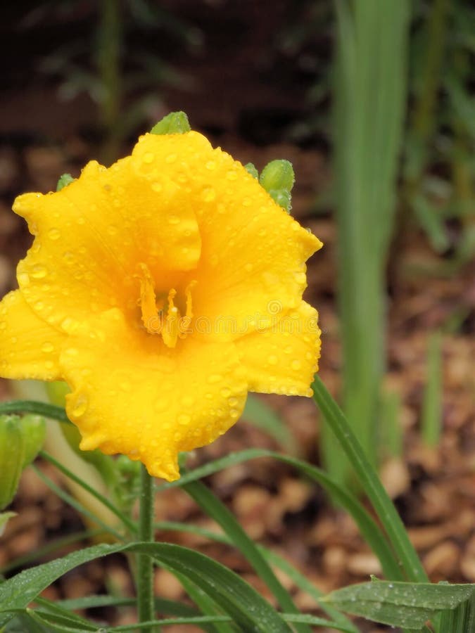 Bright Lilly stock image. Image of alone, plants, flower - 49681555
