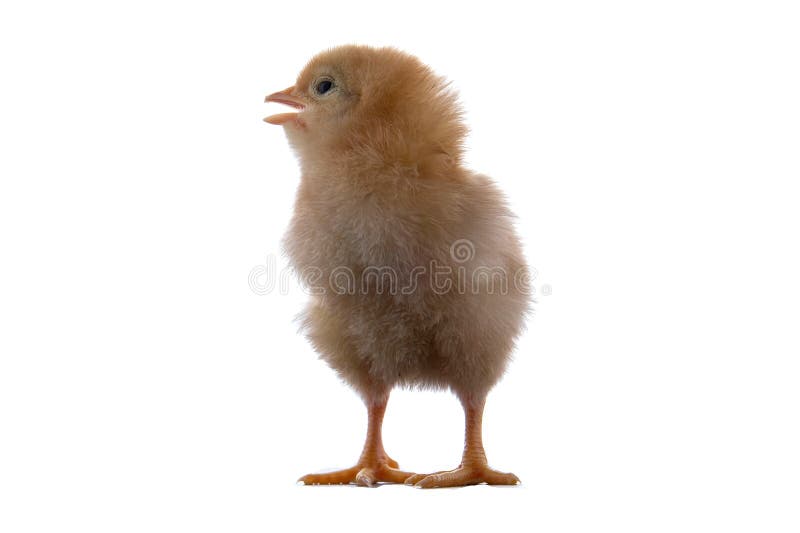 Bright Little Chicken on a Transparent Background. Stock Image - Image ...