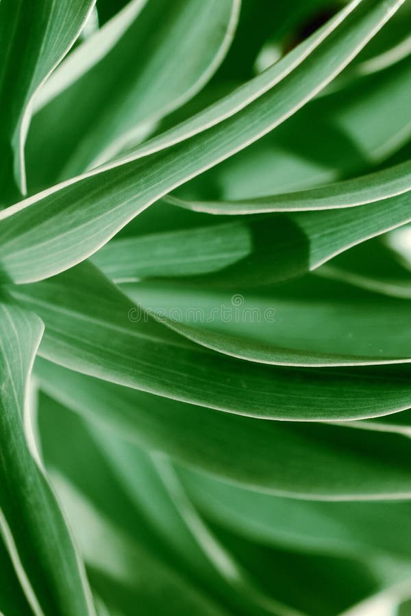 Bright Long Green Leaves of the Plant, Background. Stock Photo - Image ...
