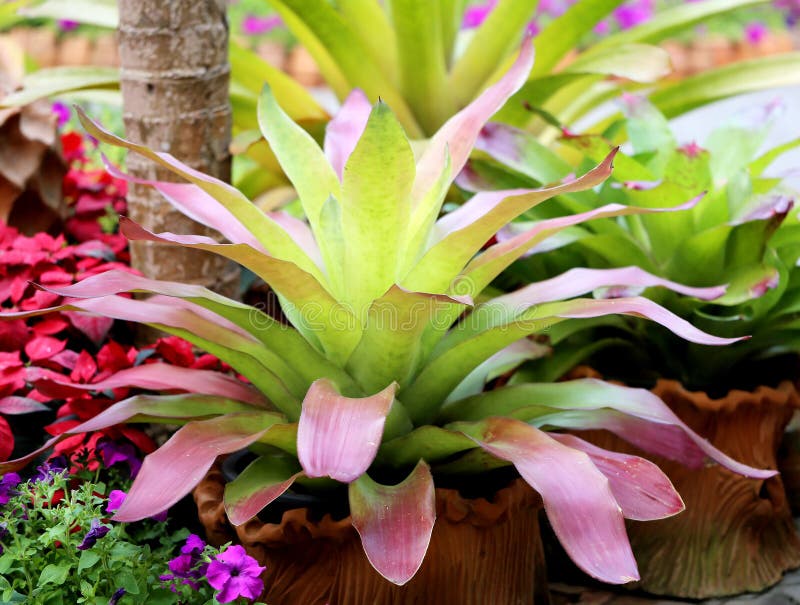 Bright macro Bromeliad stock photo. Image of beautiful - 49501632