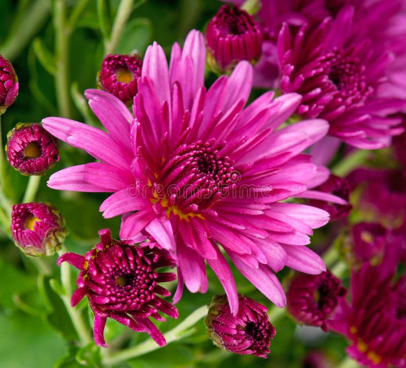 Bright Magenta Chrysanthemum Stock Photo - Image of garden, fresh: 62486082