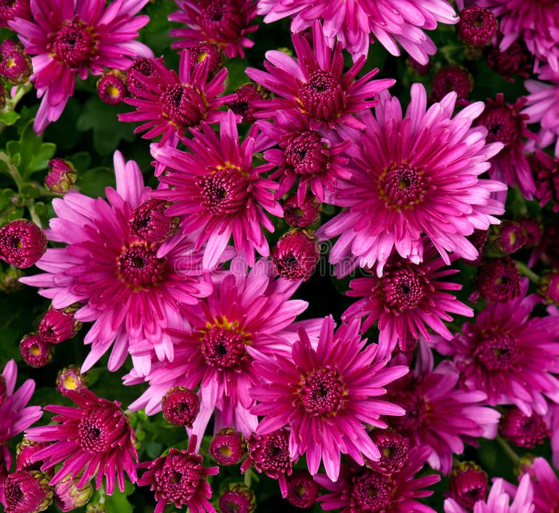 Bright Magenta Chrysanthemum Stock Photo - Image of garden, fresh: 62486082