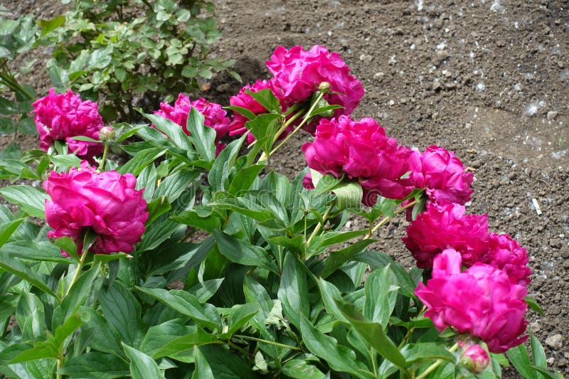 Bright Magenta Colored Flowers of Peonies in May Stock Image - Image of ...