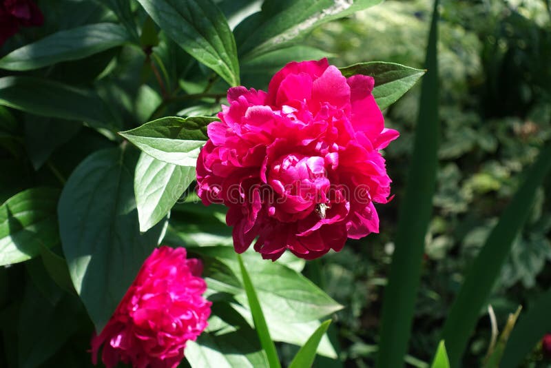 Bright Magenta-colored Flowers of Common Peony in June Stock Photo ...