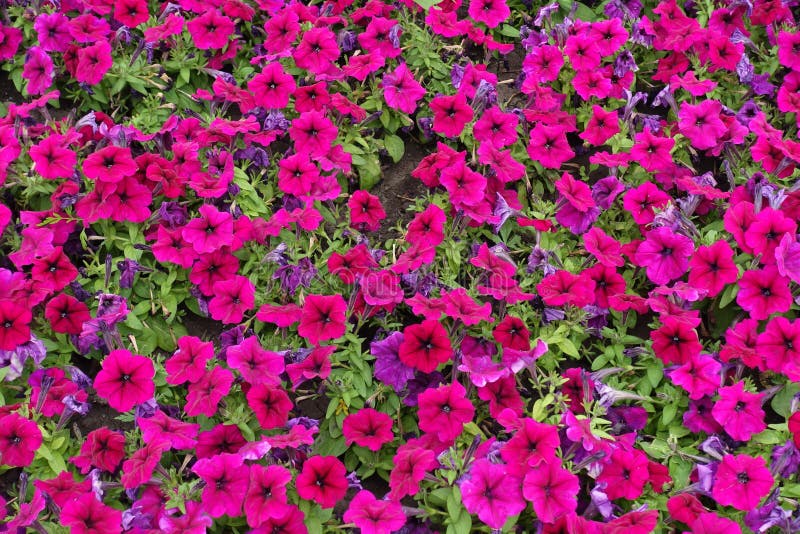 Bright Magenta Colored Flowers of Petunia Stock Image - Image of ...