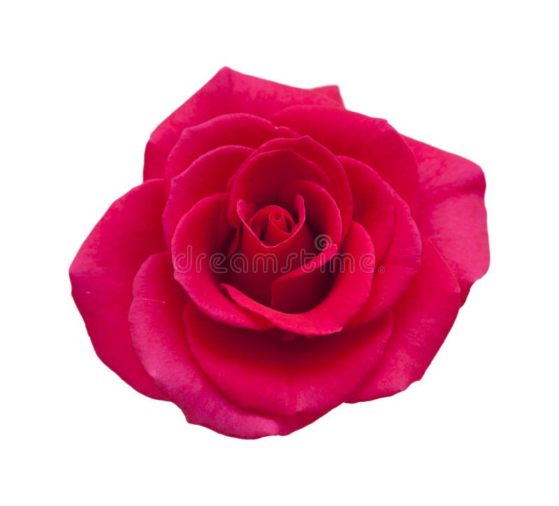 Bright magenta rose stock image. Image of object, bright - 81720389