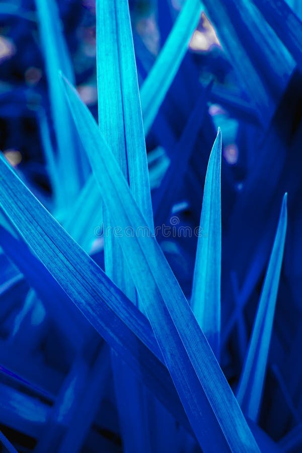 Bright Magic Blue Reed As a Background Stock Image - Image of bright ...