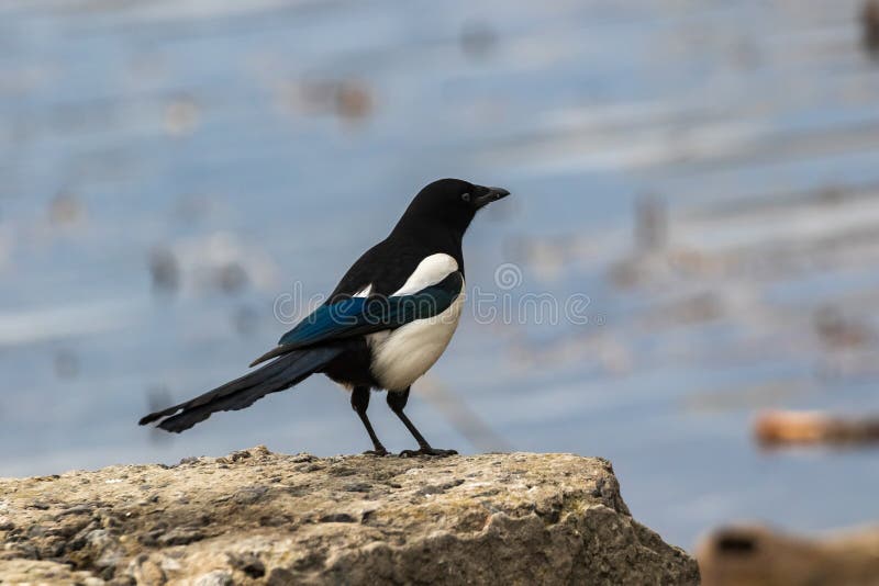 A Bright Magpie Stands on a Large Stone. City Birds Stock Image - Image ...