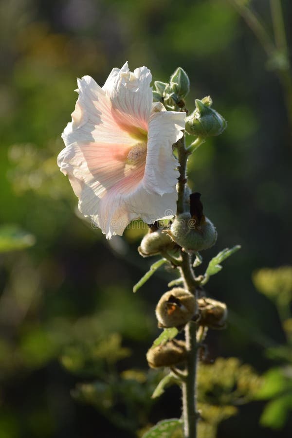 Mallow field stock image. Image of purple, meadow, plant - 72834491