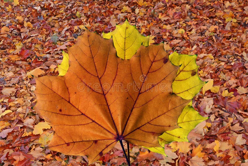 Colorful Maple Leaves in Fall Stock Image - Image of colorful, bright ...
