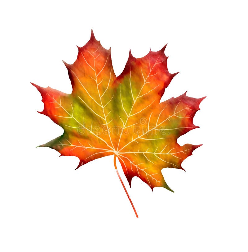 Bright Maple Leaf Watercolor Stock Photo - Image of bright, orange ...