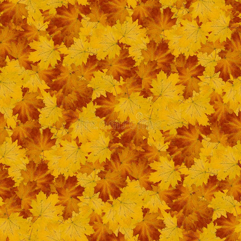 Bright Maple Leaves in Autumn Coloring Seamless Background-texture ...