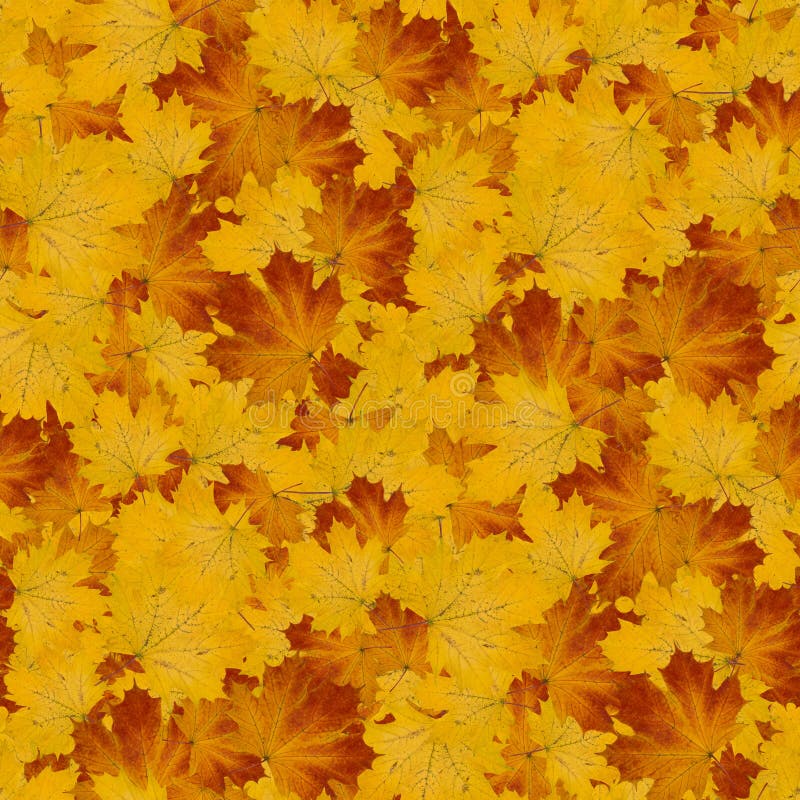 Bright Maple Leaves in Autumn Coloring Seamless Background-texture ...