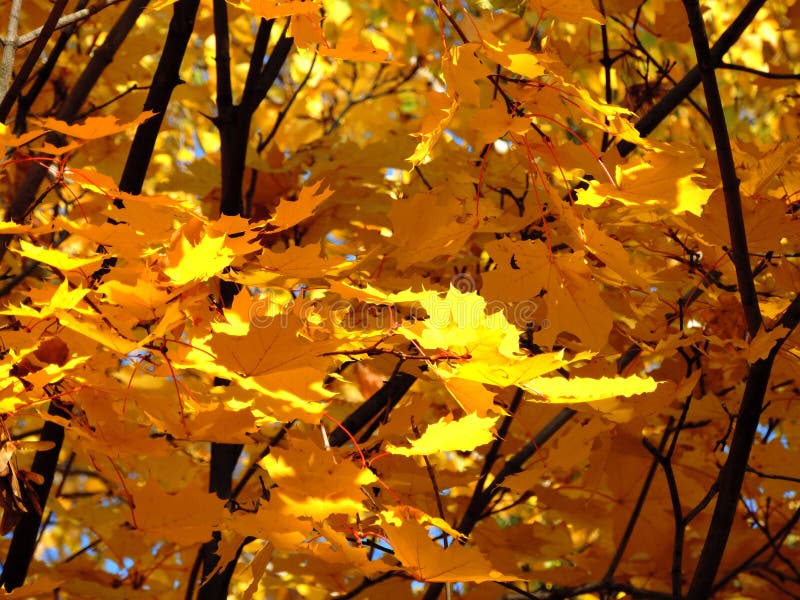 Bright maple stock image. Image of maple, light, season - 87752383