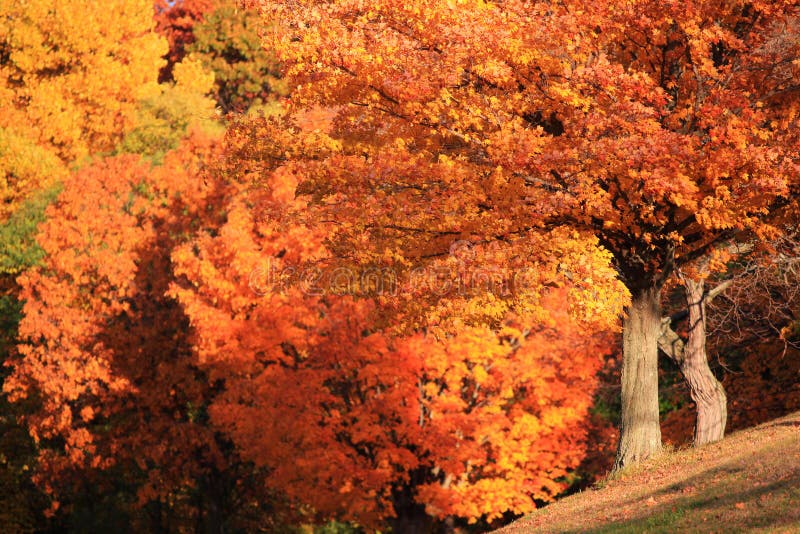 Bright Maple Tree in Autumn Time Stock Image - Image of landscape, time ...
