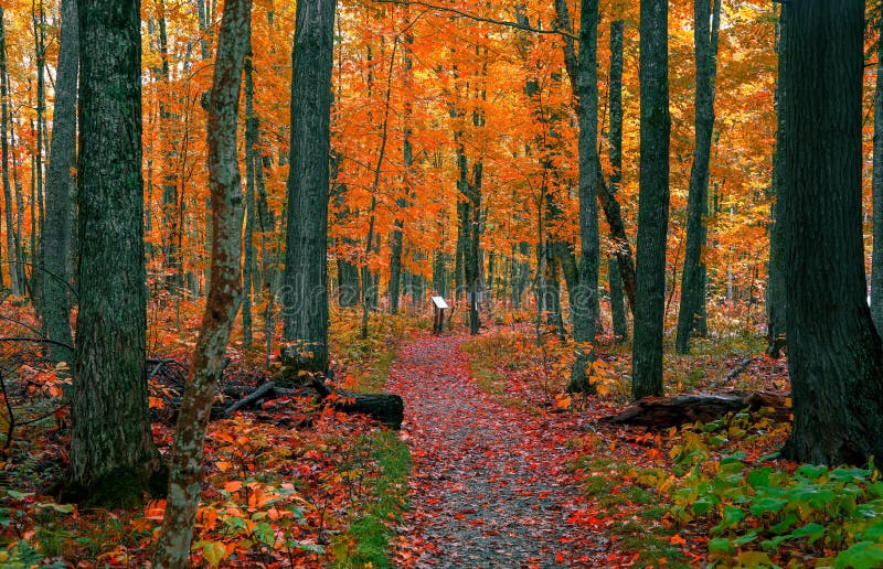 Maple Trees Along Forest Trail in Michigan Upper Peninsula Stock Image ...