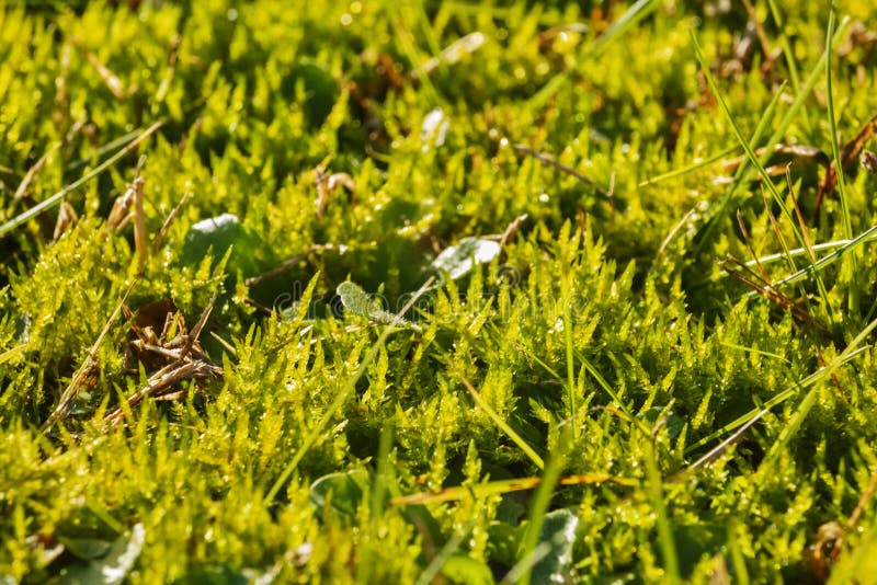 Meadow with moss stock photo. Image of plant, inflorescence - 137490166