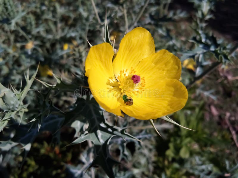 Bright Mexican Poppy Flower Blooming Outdoors Stock Photo - Image of ...