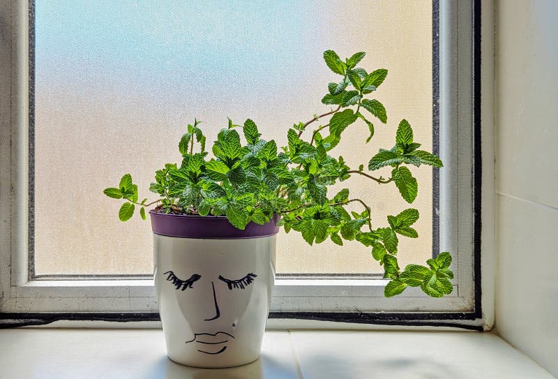 Sunlit Mint Herb Reaches Toward Soft Morning Rays, Herb Adding Natural ...