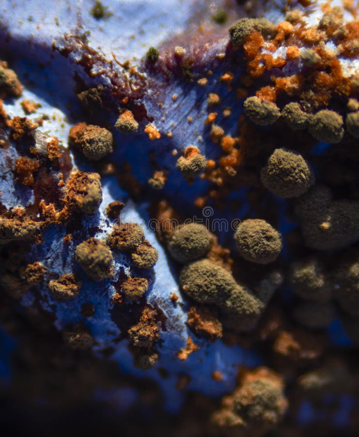 Bright mold on fruit stock photo. Image of color, juicy - 137167990