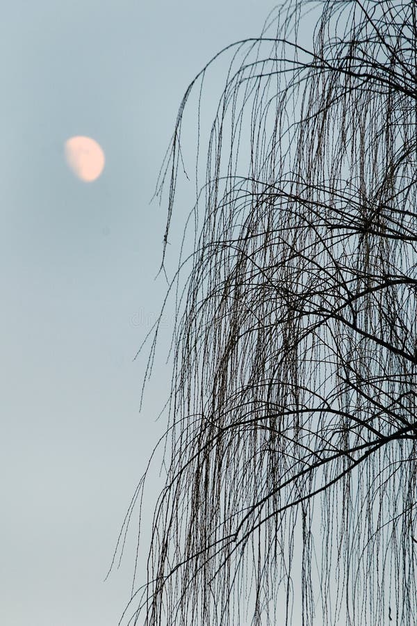 Hanging Willow Branches in the Early Winter Evening Stock Image - Image ...