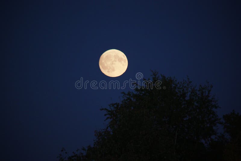 Bright moon stock image. Image of amazing, trees, pretty - 102025965