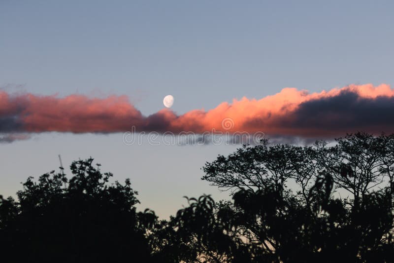Bright Moon with Pink Sunset Coud in the Evening Sky and Tree ...