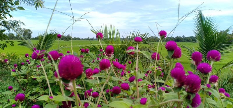 Bright morning flowers stock image. Image of tree, morning - 155380455