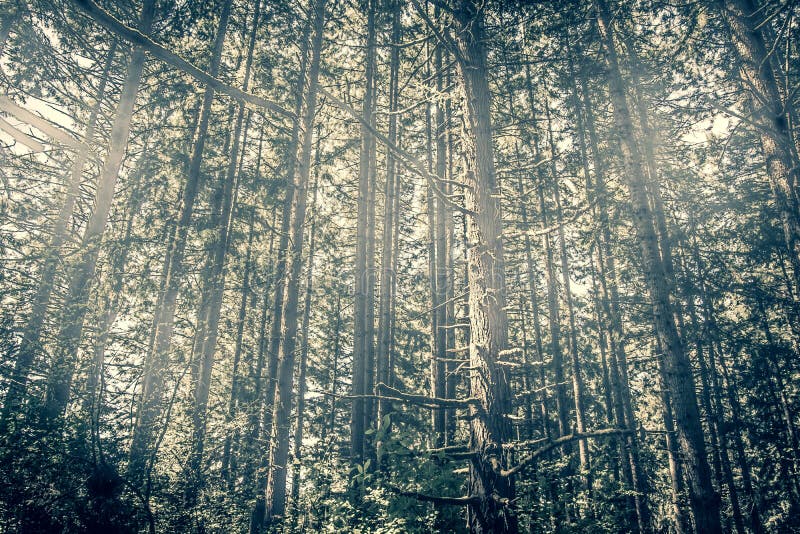 Monochromatic Morning Sunlight Stream through a Dense Growth of Trees ...