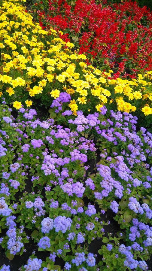 Bright Multi-colored Floral Design. Stock Image - Image of botany ...