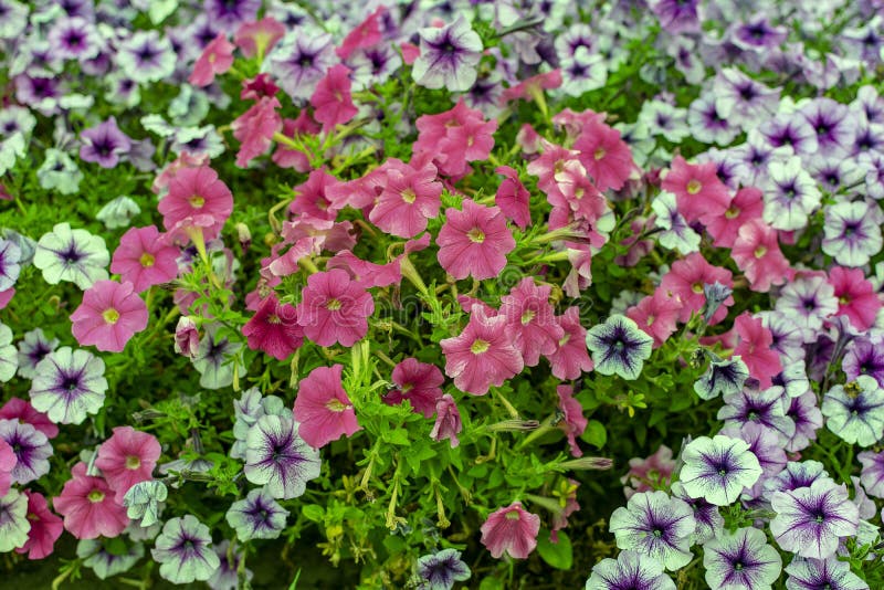 Bright Multi-colored Flowers Close-up on a Summer Day Stock Image ...