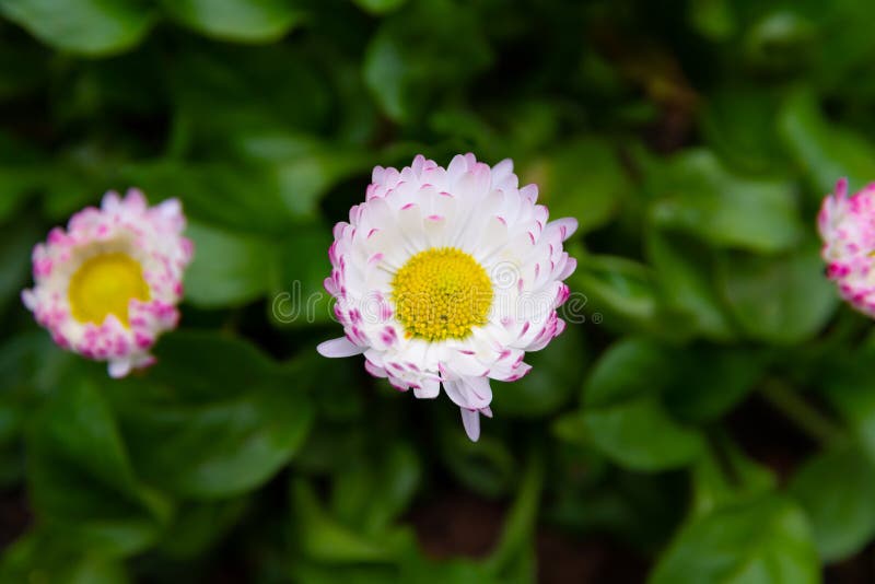 Multi-colored Flowers of Forest Daisy on a Background of Green Grass ...
