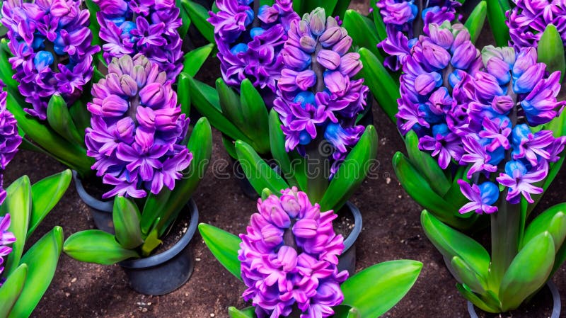 Bright Multi-colored Hyacinth Flowers in Pots Generated Image Stock ...