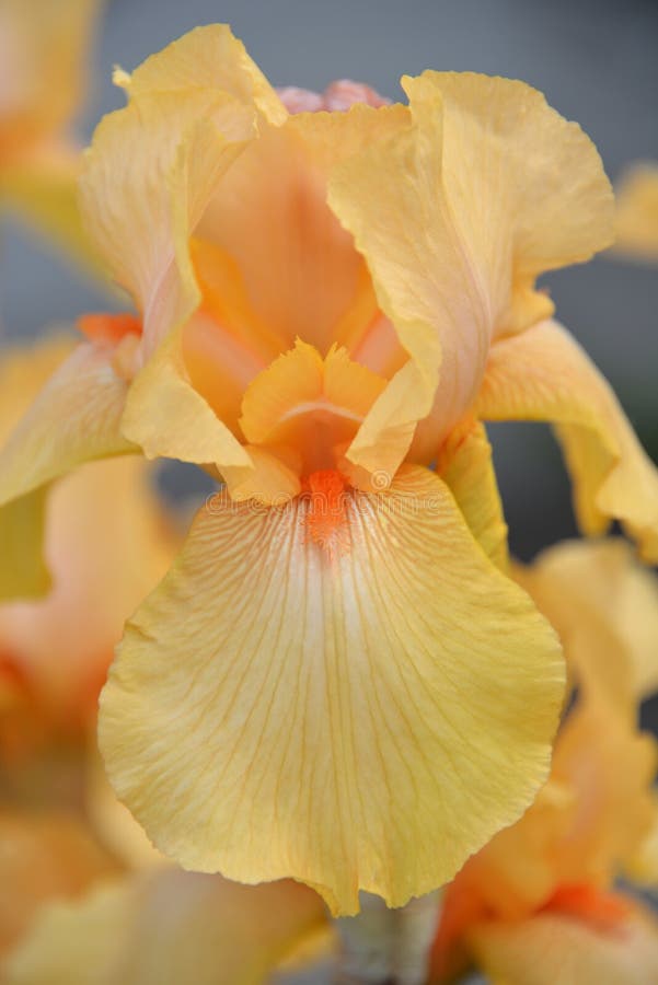 Bright Multi-colored Iris with Thin Petals Stock Image - Image of ...