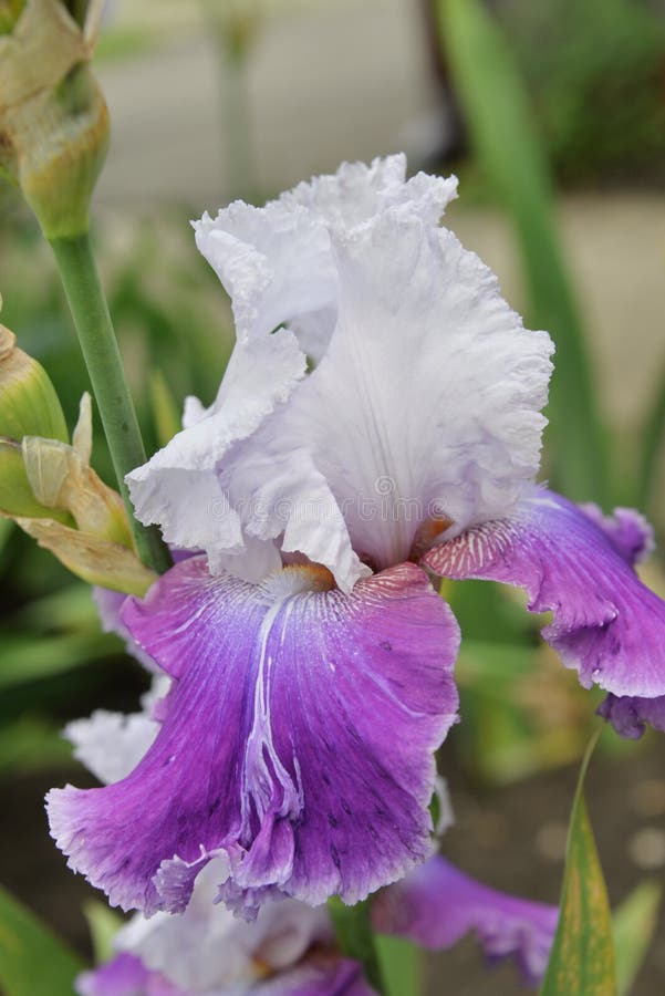 Bright Multi-colored Iris With Thin Petals Stock Photo - Image of flora ...