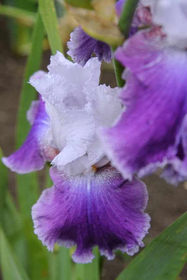 Bright Multi-colored Iris with Thin Petals Stock Photo - Image of flora ...