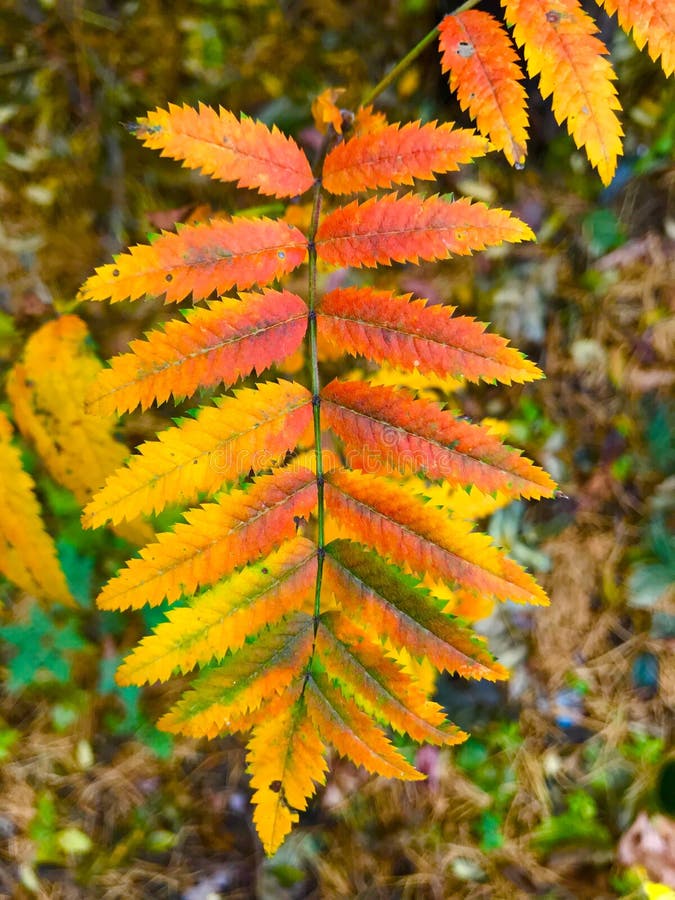 Bright Multi-colored Leaves on a Tree Branch. Stock Photo - Image of ...