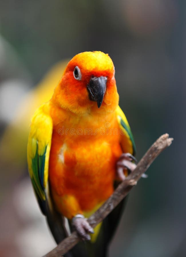 Bright Multi-colored Parrots Sit on a Branch Stock Photo - Image of ...